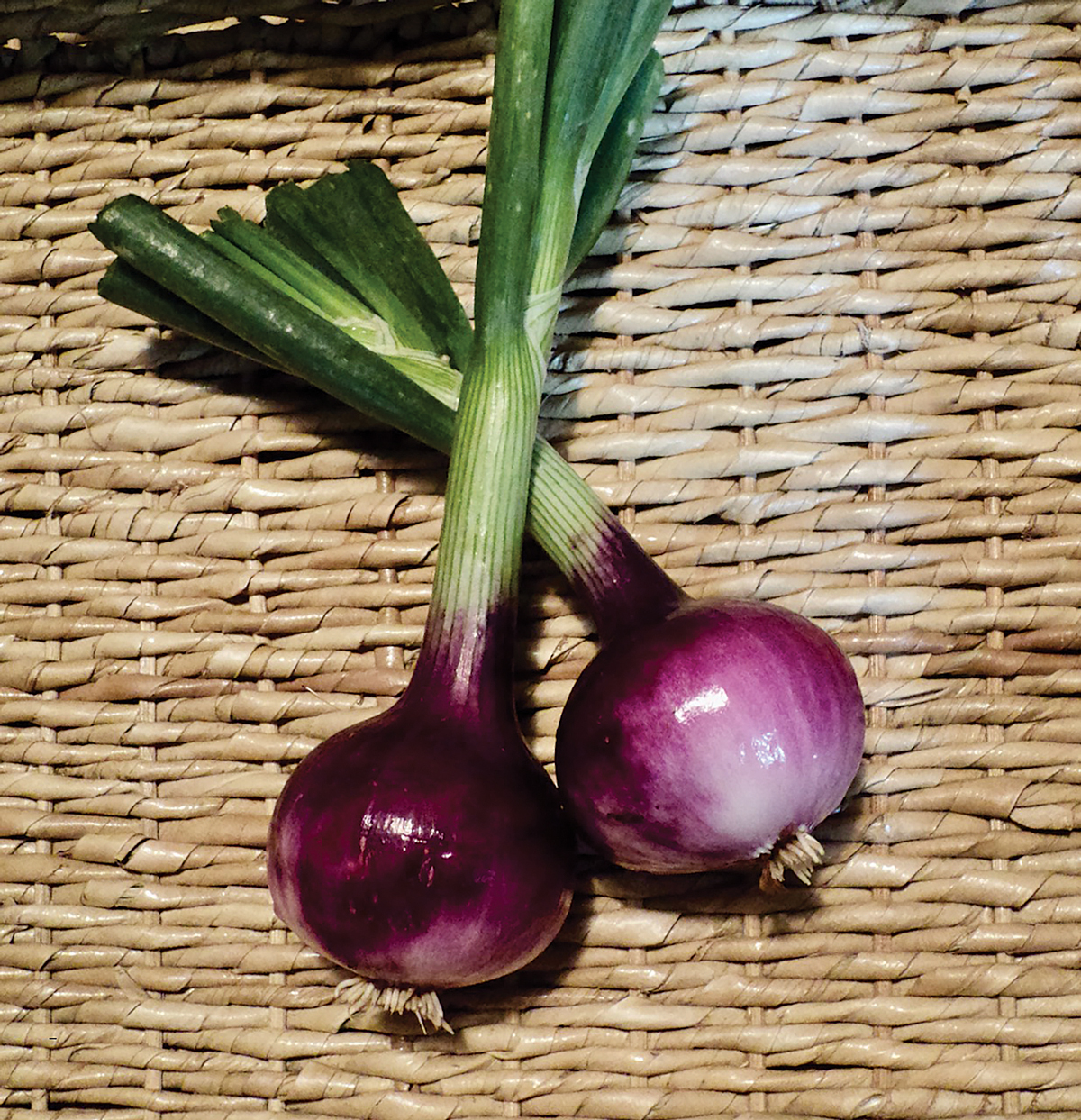 How to Grow the Most Nutrient-Dense Vegetables – Mother Earth News